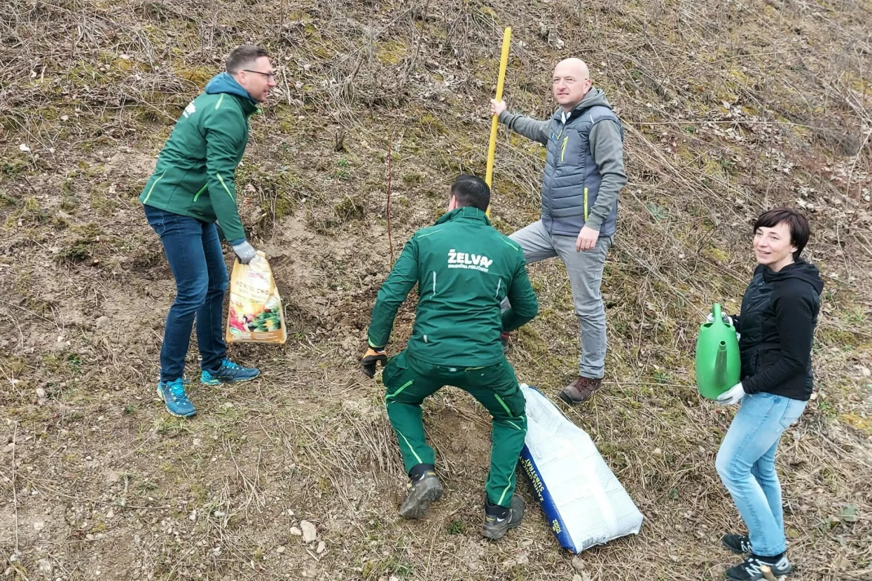 Sadili so medovita drevesa